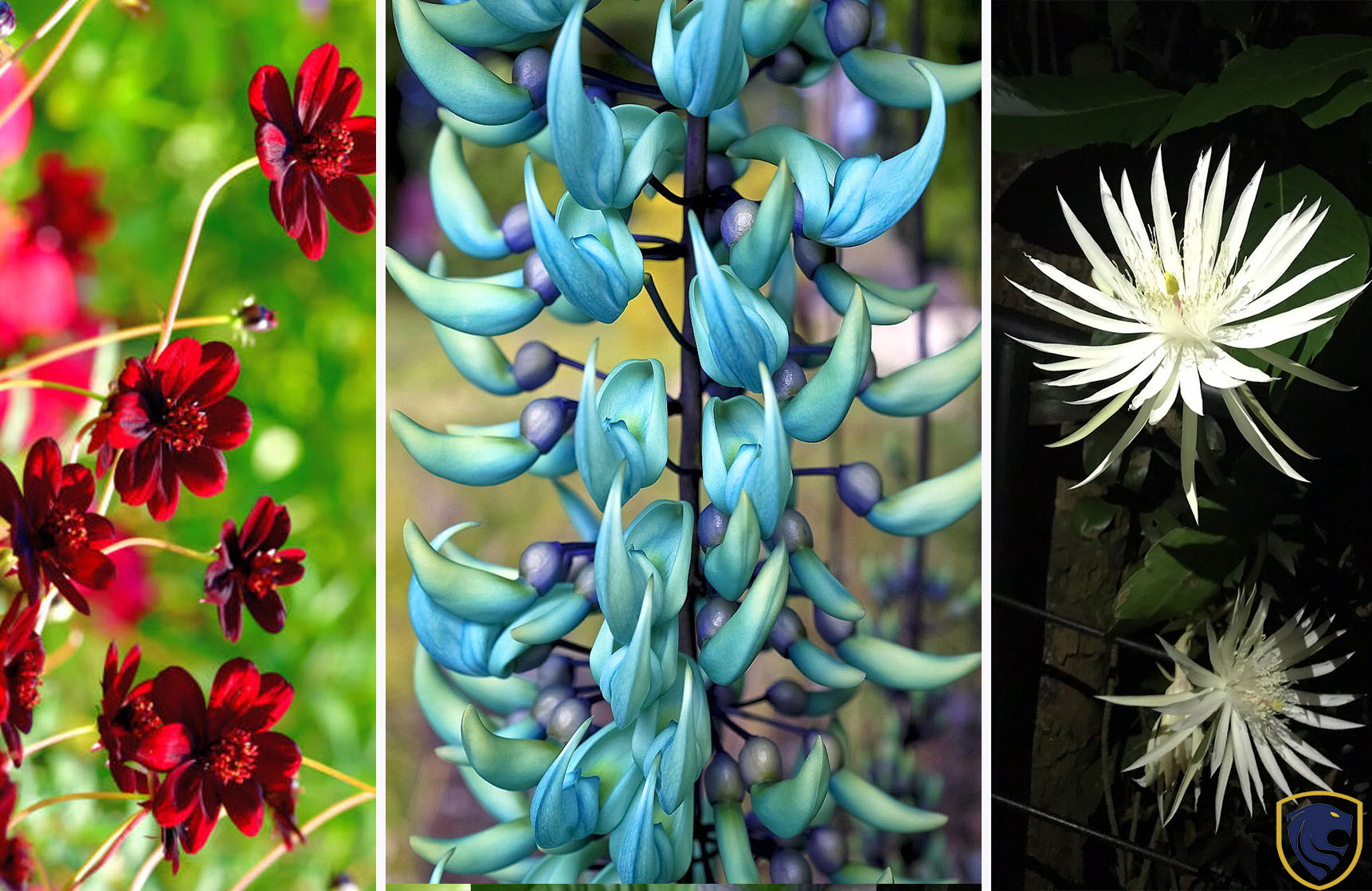 Rarest Flowers In The World - Review Oracle