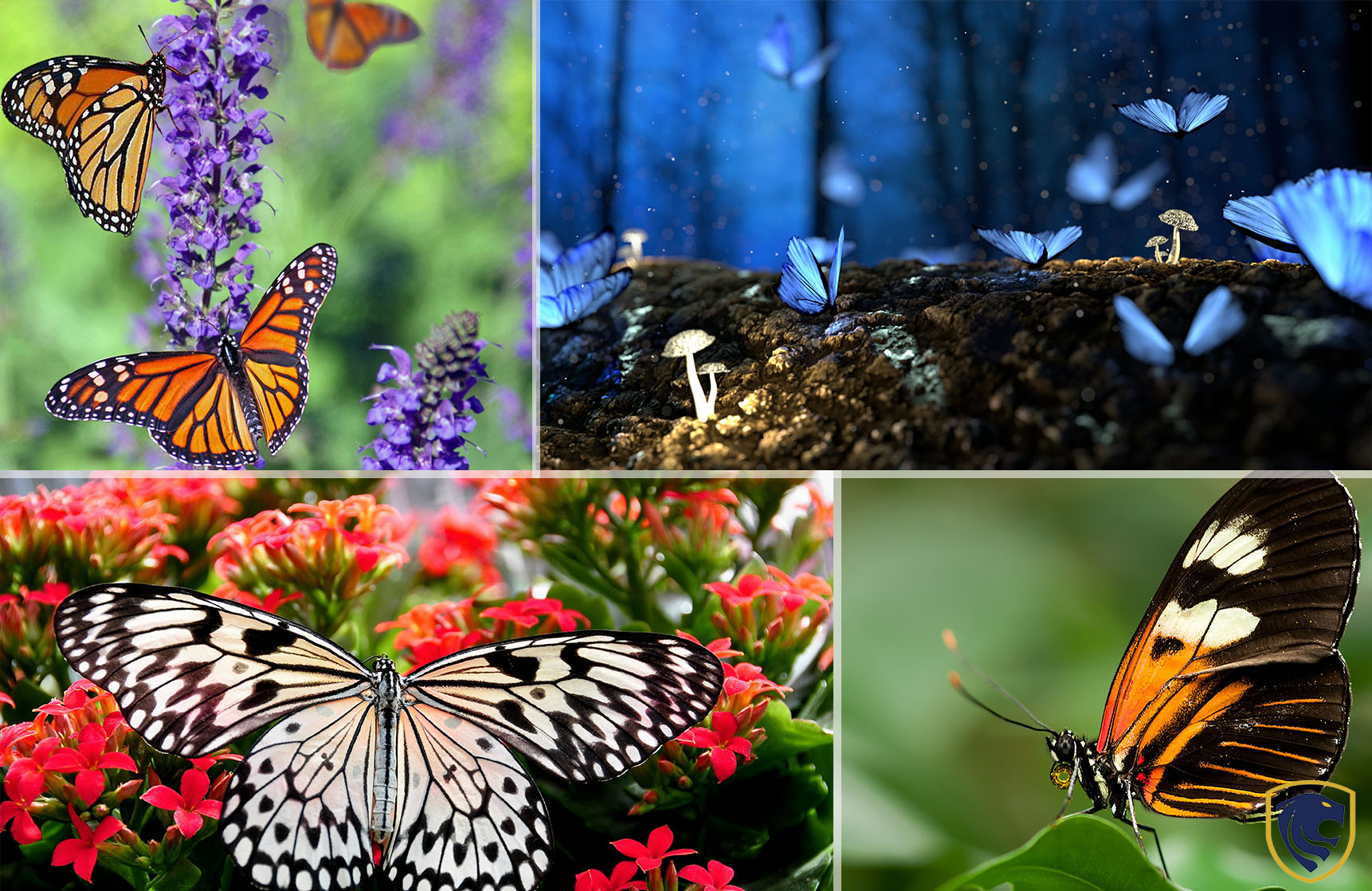 Most Beautiful Butterflies In The World (Part 1) - Review Oracle
